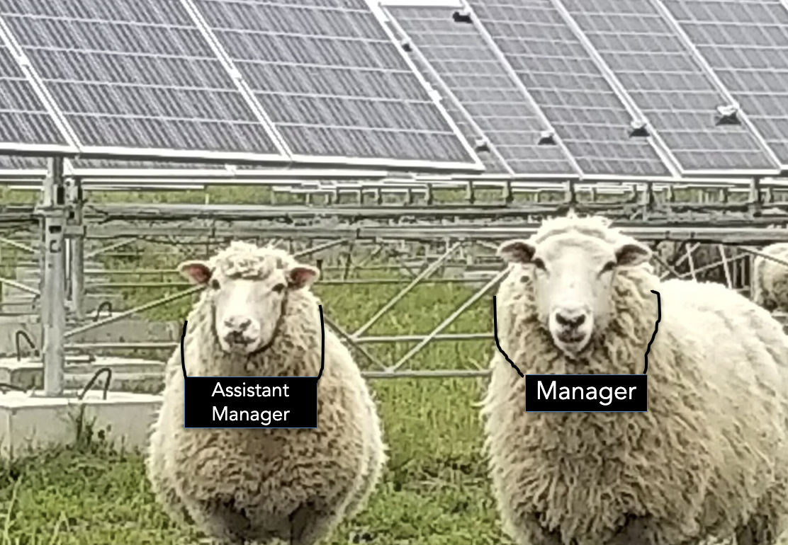 What on Earth is Agrivoltaics!? | Solar Share